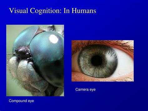 PPT Visual Cognition PowerPoint Presentation Free Download ID