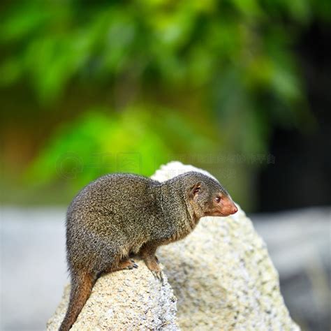 猫鼬高清图片矮猫鼬。侏儒猫鼬风景名胜免费下载格式3673像素编号42501831 千图网