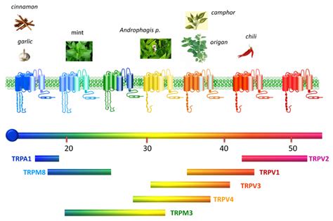 Thermotransient Receptor Potential TRP Channels Structurally Download Scientific Diagram