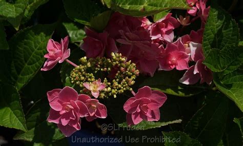 Photo Of The Closeup Of Buds Sepals And Receptacles Of Hydrangea