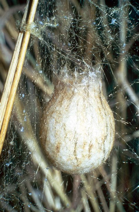 Wasp Spider Nest Photograph By Perennou Nuridsany Fine Art America