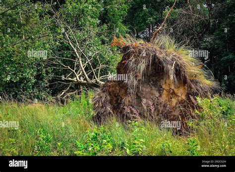 Uprooted Tree Lying On Grass Root Of Fallen Tree Damaged By Wind Storm
