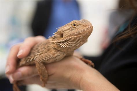 Breakthrough In Reptile Temperature Sex Swap Research University Of Canberra