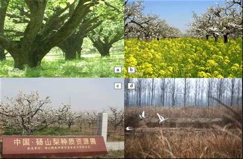 General Situation Of The Nature Reserve Of Dangshan Pear Germplasm Download Scientific Diagram