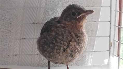 Flicks Story Tinkers Hill