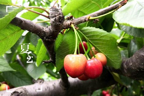 白鹿原樱桃