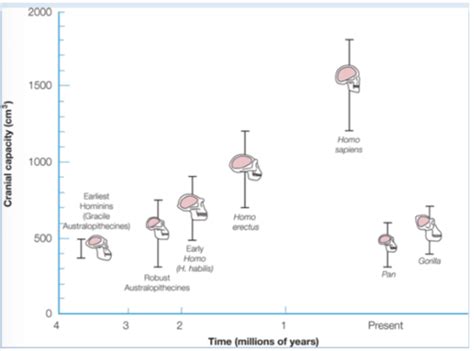 Anth 201 Chapter 10 Flashcards Quizlet