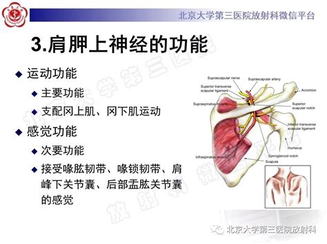 肩胛上神经卡压 MR表现 医学界 助力医生临床决策和职业成长