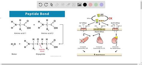 Solvedatp And Phosphocreatine As Sources Of Energy For Muscle During