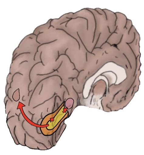 Primary Visual Cortex V1