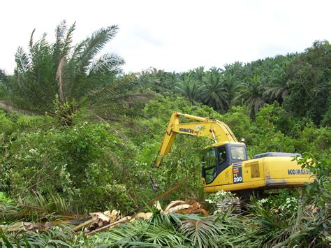 Plantingreplanting Technique