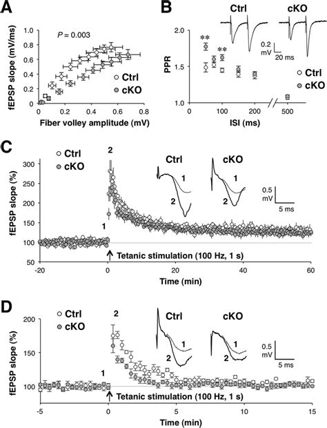 Abnormal Synaptic Transmission In The Hippocampi Of Shp2 Cko Mice