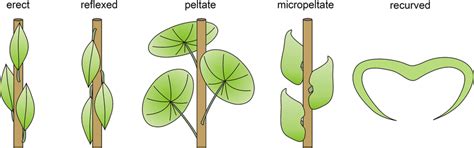 Schematic Drawings Of The Different Leaf Types Examined And Discussed Download Scientific