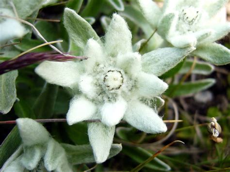 Edelweiss