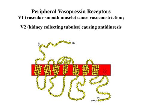 Ppt Physiology Of Vasopressin Secretion The Antidiuretic Hormone Adh Powerpoint