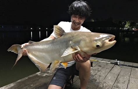 最大体重300kgの絶滅危惧種。ギネスにも認定された 世界最大の草食魚の名は？【世界怪魚図鑑19】 釣りビジョン マガジン 釣りビジョン