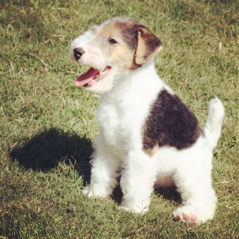 Wire Haired Terrier Puppies