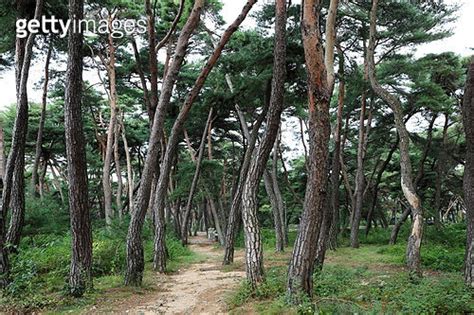 산책로 소나무 나무 식물 풍경 전경 실외 경주배동삼릉 삼릉 왕릉 릉 고분 무덤 경주시 경북 국내여행 한국 A12212628 게티이미지뱅크