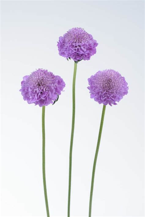 Scabiosa Raspberry Scoop® High Quality Cut Flowers Danziger