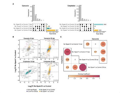 Transcriptomic Analysis Of N Caninum Isolate Infected Samples And Download Scientific Diagram