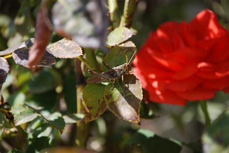 Grasshopper In My Backyard By Elenamarleng On Deviantart