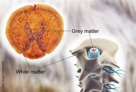 Spinal Cord Cross Section Light Micrograph And 3d Illustration Which