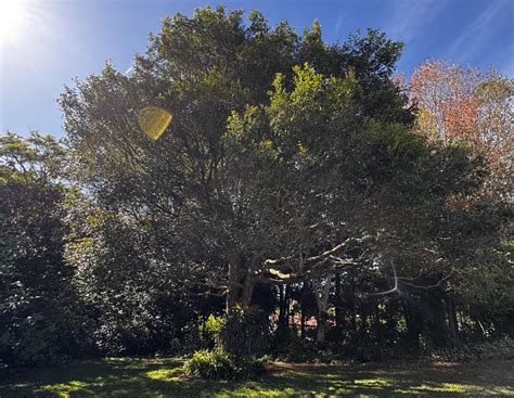 Tree Cabling Service Gold Coast Tree Bracing Service Tree Essence