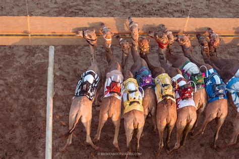 Visiting A Camel Race In Dubai All Your Questions Answered