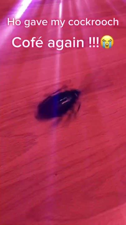 Dancing Cockroach Youtube