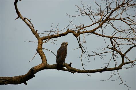 가지 갈색 깃털을 가진 새 경치 고독 구름이없는 깃털 나무 독수리의 눈 관점 들새 관찰 뚜렷한 러스틱 맑은 하늘 매 맹금류 벌거벗은 나무가지