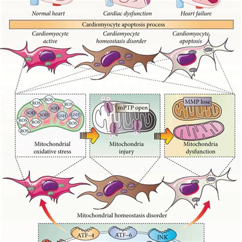 Uprmt Is Involved In Cardiomyocyte Mitochondrial Homeostasis