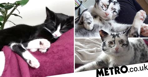 Kitten With Vitiligo Slowly Transforms From Black To Dappled Fur