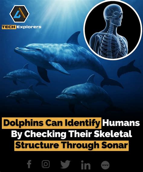 The Mes Dolphins Have An Amazing Skill Called Echolocation Which