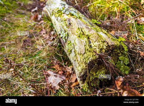 Piece Wood Branch Stick Tree Sawed Off Trunk On Forest Ground And Deciduous Ground In The Forest