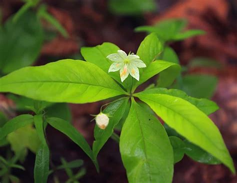 무료 사진 환경 식물 자연 잎 나무 식물 잎 지