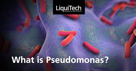 Liquitech On Linkedin Pseudomonas Aeruginosa One Of The Most