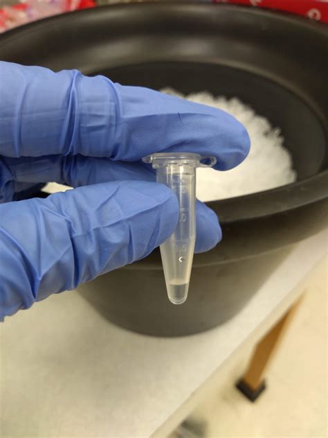 What Does Extracting Rna Look Like Sprouts In Space