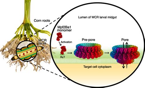Proposed Model Of Mpf2ba1 Insecticidal Activity Against Wcr Larvae The Download Scientific