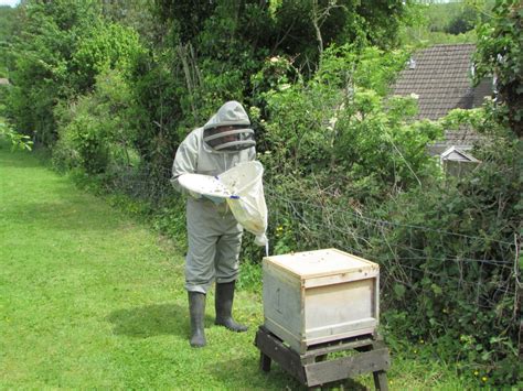 Catching A Swarm How To Catch A Swarm Talking With Bees