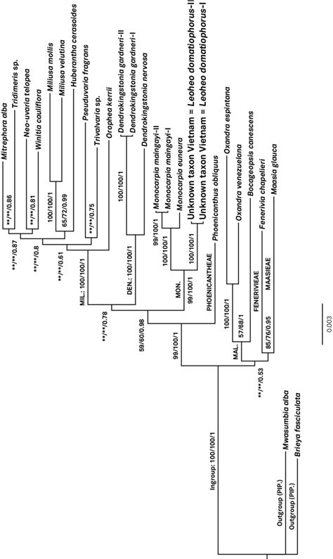 50 Majority Rule Consensus Phylogram Derived From Bayesian Inference