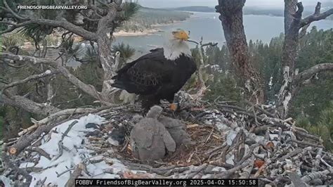 Big Bear Eaglets Officially Have Names Sunny And Gizmo 6abc Philadelphia