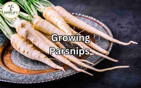 How Long Do Parsnips Take To Grow At Home Simplify Gardening