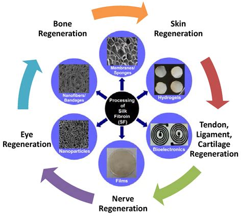 Tissue Regeneration A Silk Road