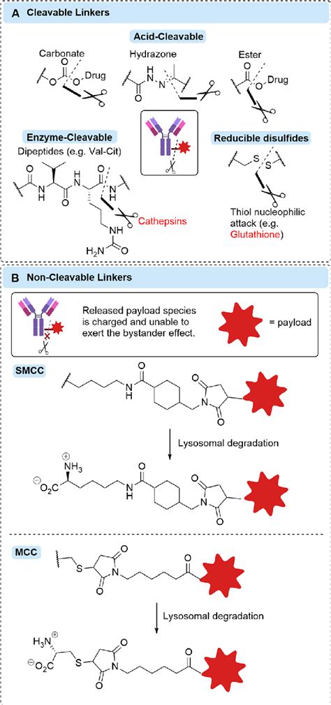 A Common Cleavable Linkers Used In Adcs B Common Noncleavable Download Scientific Diagram