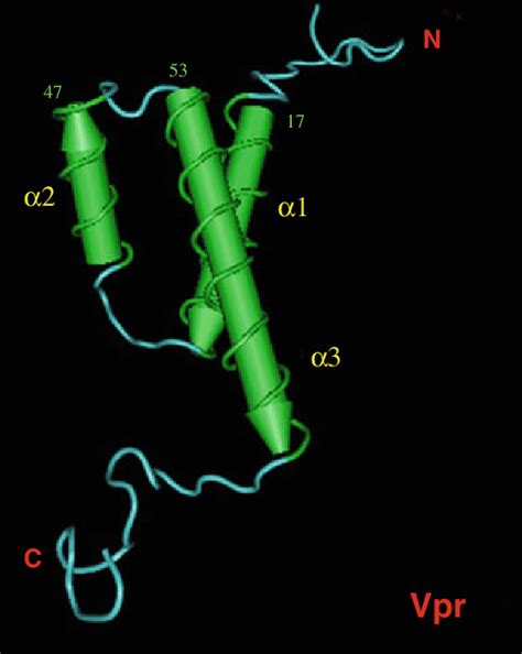 Putative Tertiary Structure Of Vpr Download Scientific Diagram