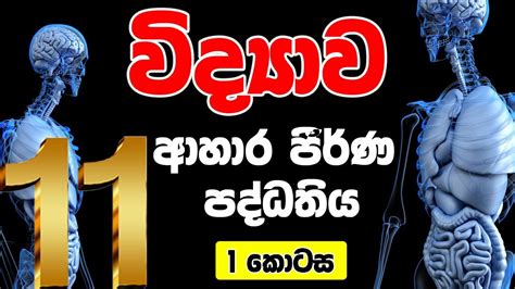 11 ශ්‍රේණිය විද්‍යාව ආහාර ජීර්ණ පද්ධතිය 1 කොටස Human Digestive System O L Science Youtube