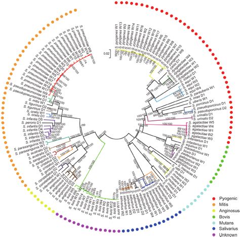Phylogenomic Tree Of Streptococcus The Supermatrix Tree Was
