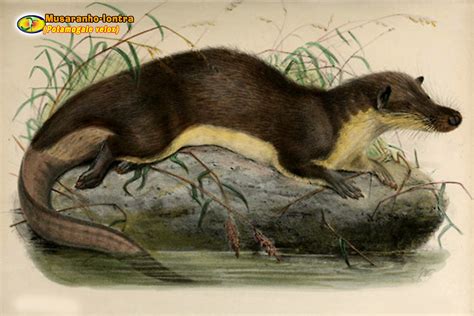 Mamíferos Musaranho Lontra Potamogale Velox