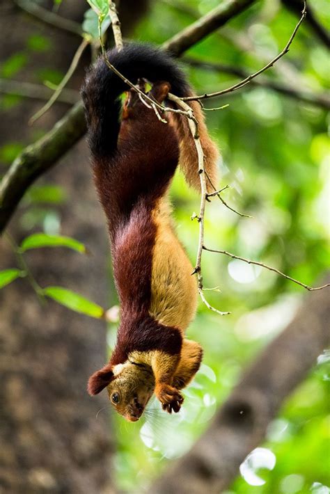 Indian Giant Squirrel वो गिलहरी जो आपको अपने रंग दिखा कर हिप्नोटाइज़