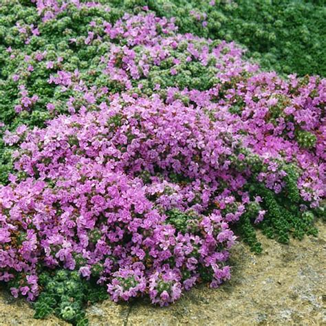 Woolly Thyme Thymus Pseudolanuginosus Grown In A 35” Pot Low